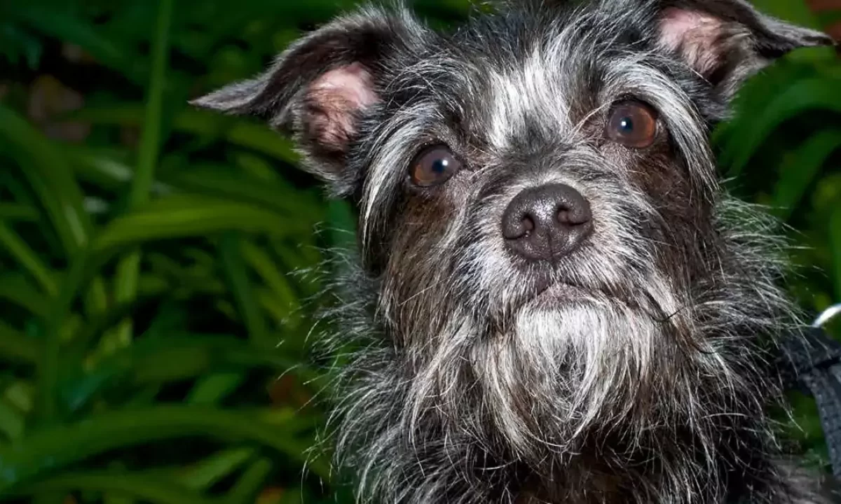 At What Age Is A Border Terrier Fully Grown