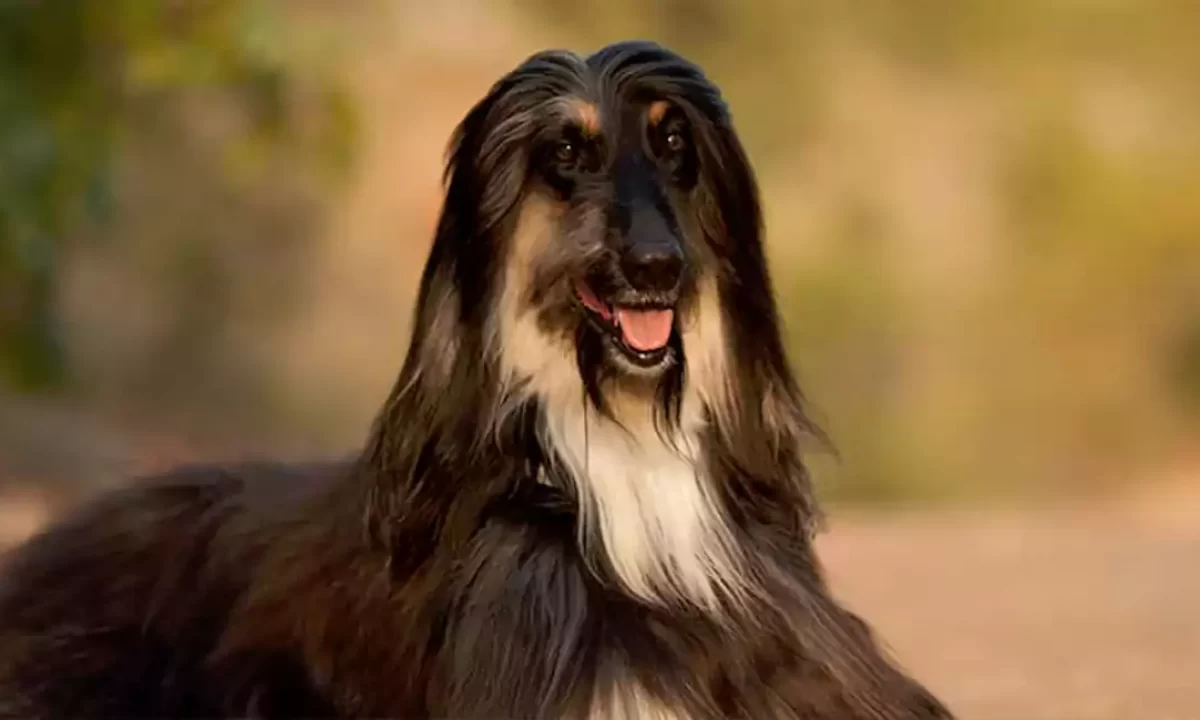 Can A Afghan Hound Guard A Home