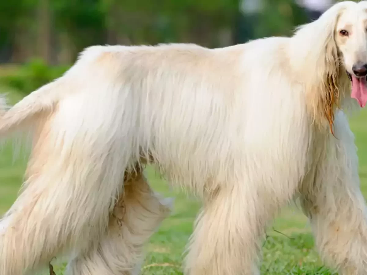 What Does A 2 Month Old Afghan Hound Puppy Like To Eat