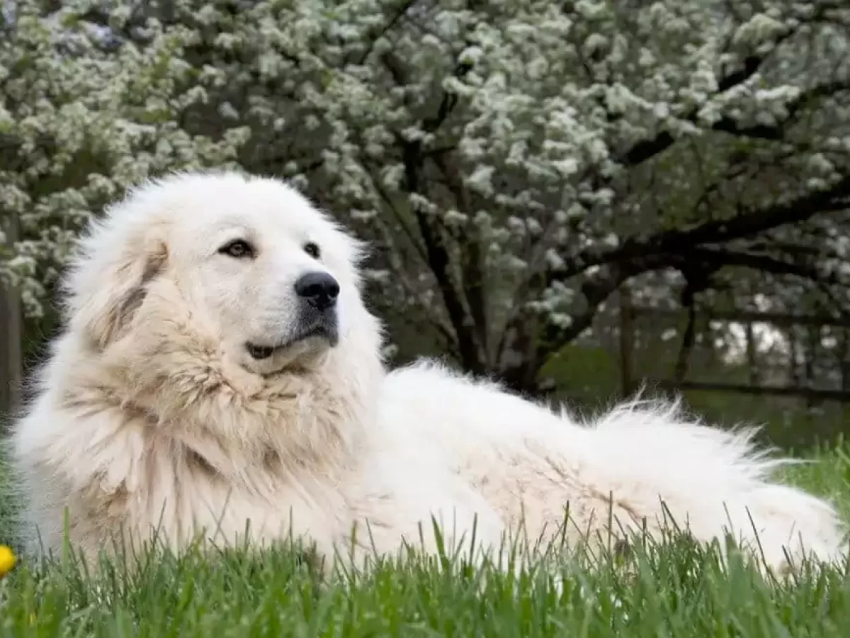 What Is A Akbash Breed Of Dog