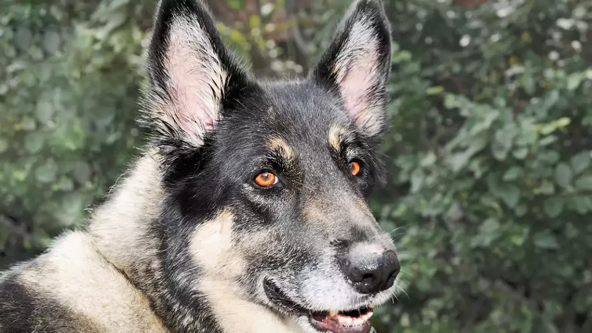 Are Basque Shepherd Dog Aggressive