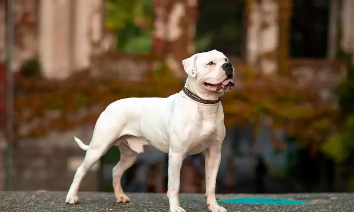 What Is The Average Size Of An American Bulldog