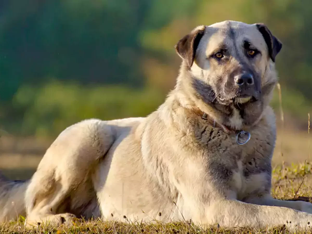 Are Turkish Shepherd Dogs Dangerous