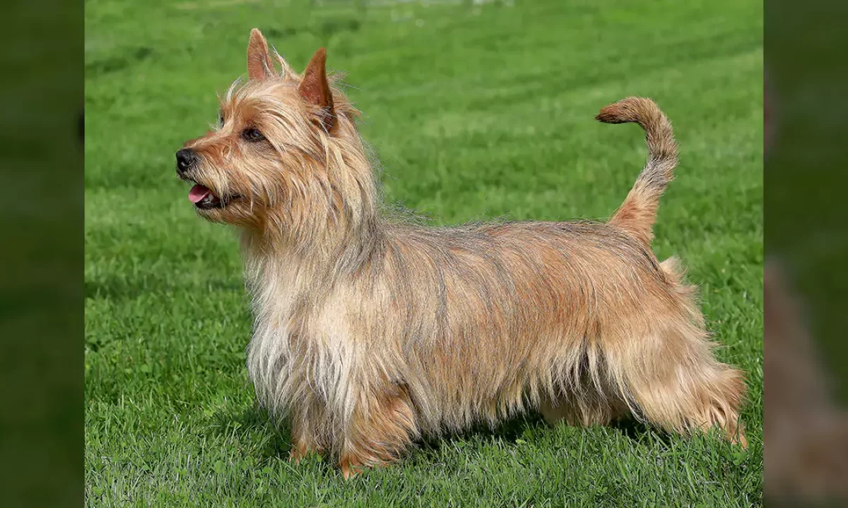 What Is The Temperament Of A Terrier