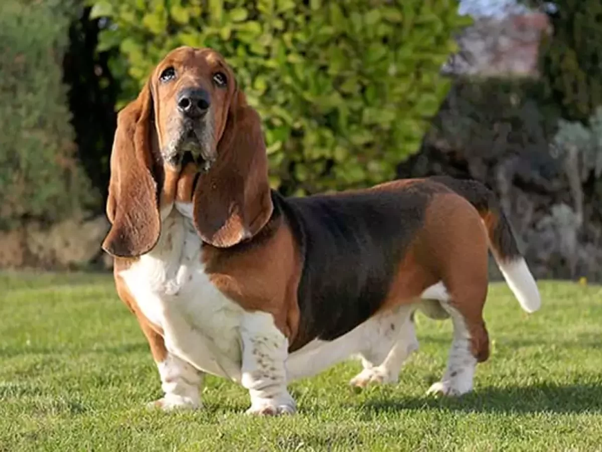 How To Train A Basset Hound To Track