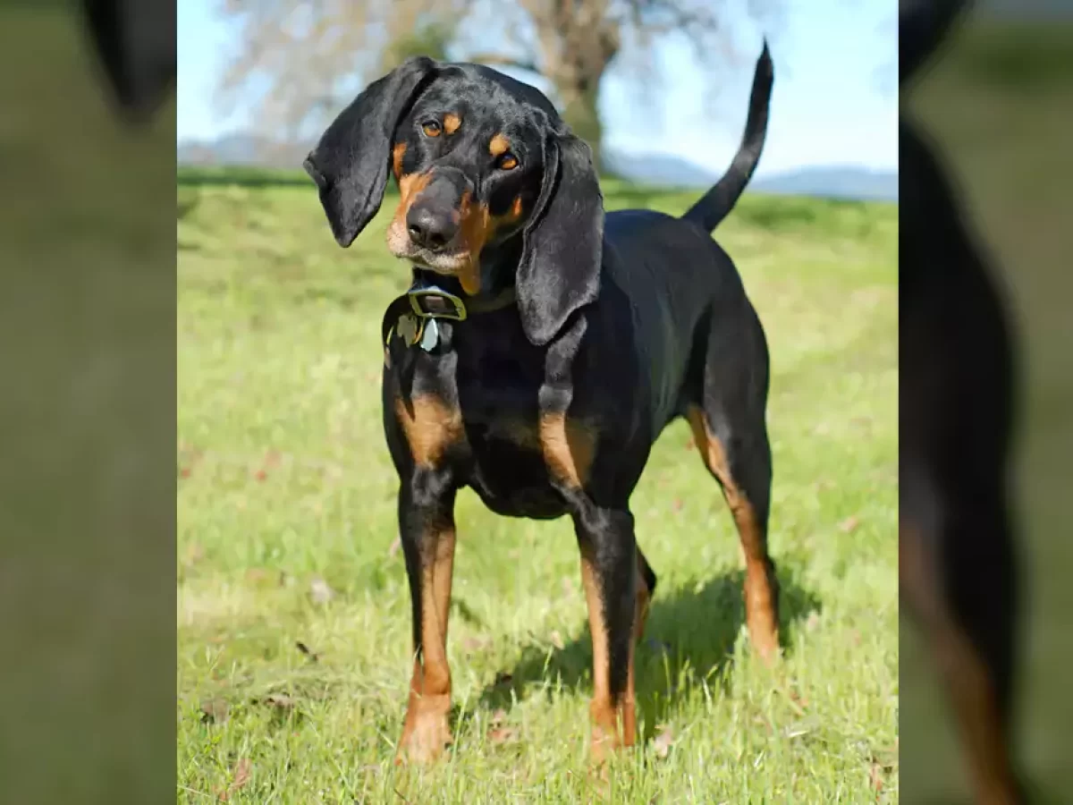 Are Black And Tan Coonhound The Most Intelligent Dogs