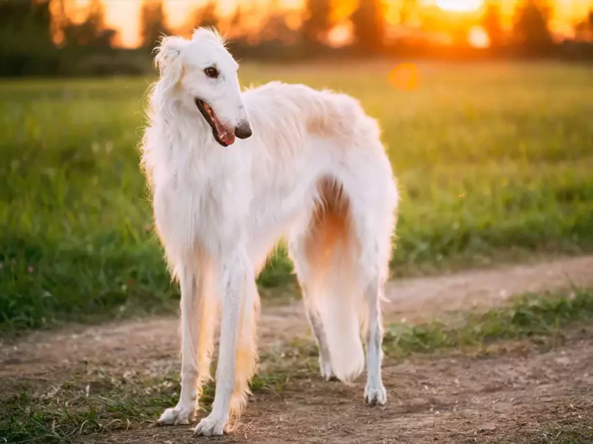 Are Borzoi Dogs Dangerous