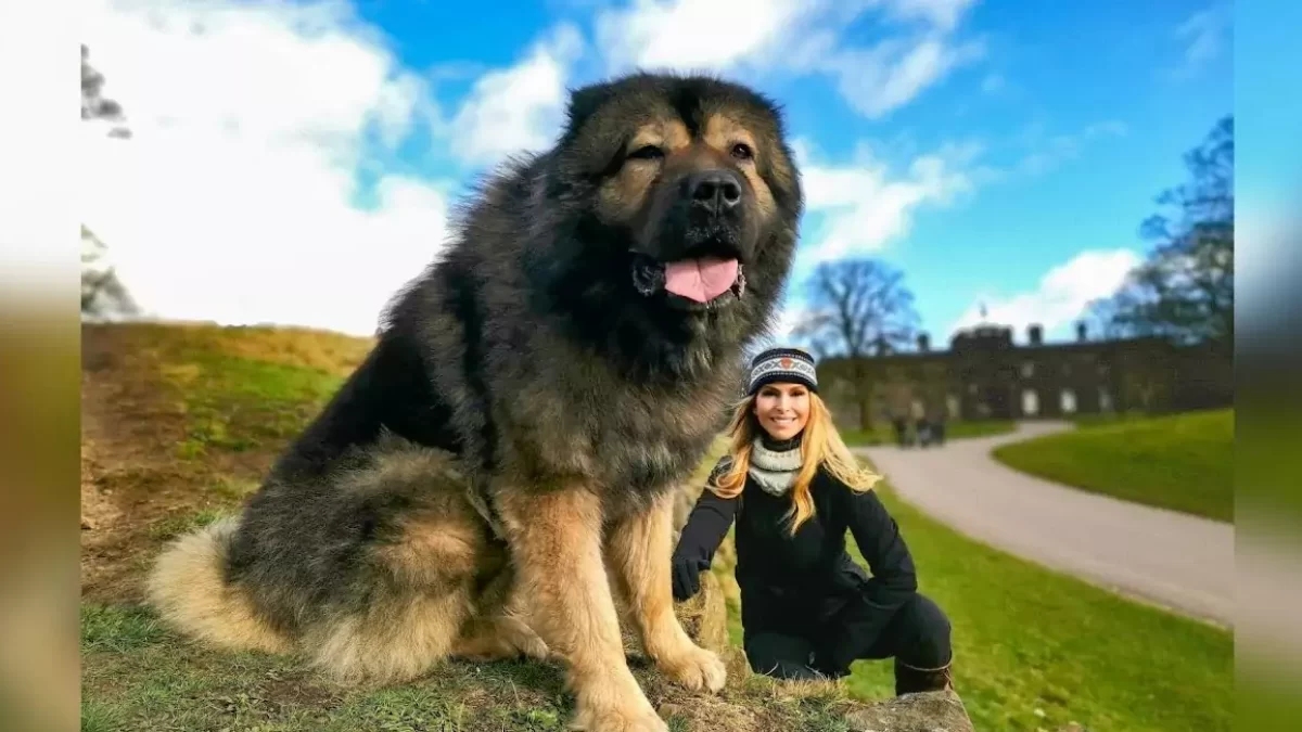Do Caucasian Shepherds Give Birth