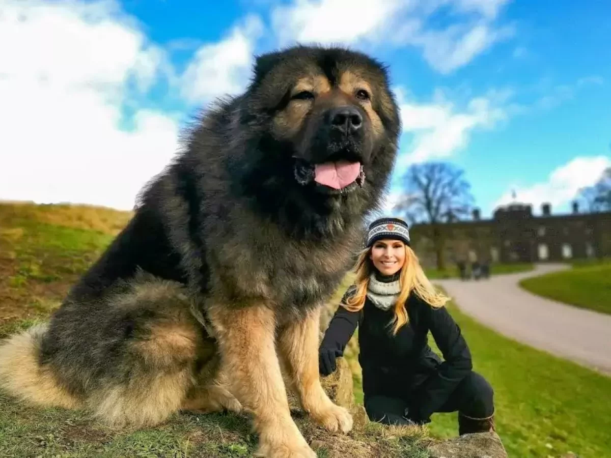 How Many Puppies Can Georgian Shepherd Give Birth To