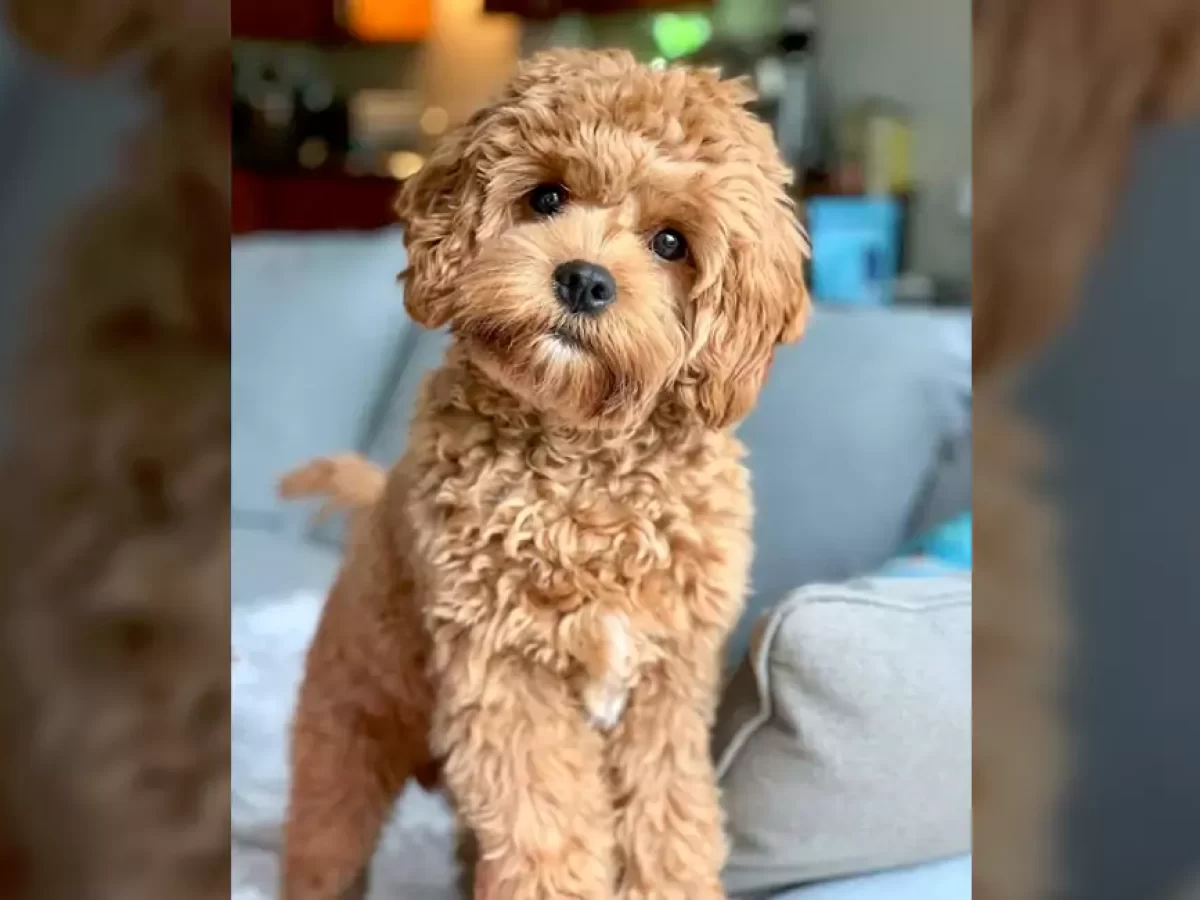 How Big Do Cavapoo Dogs Get