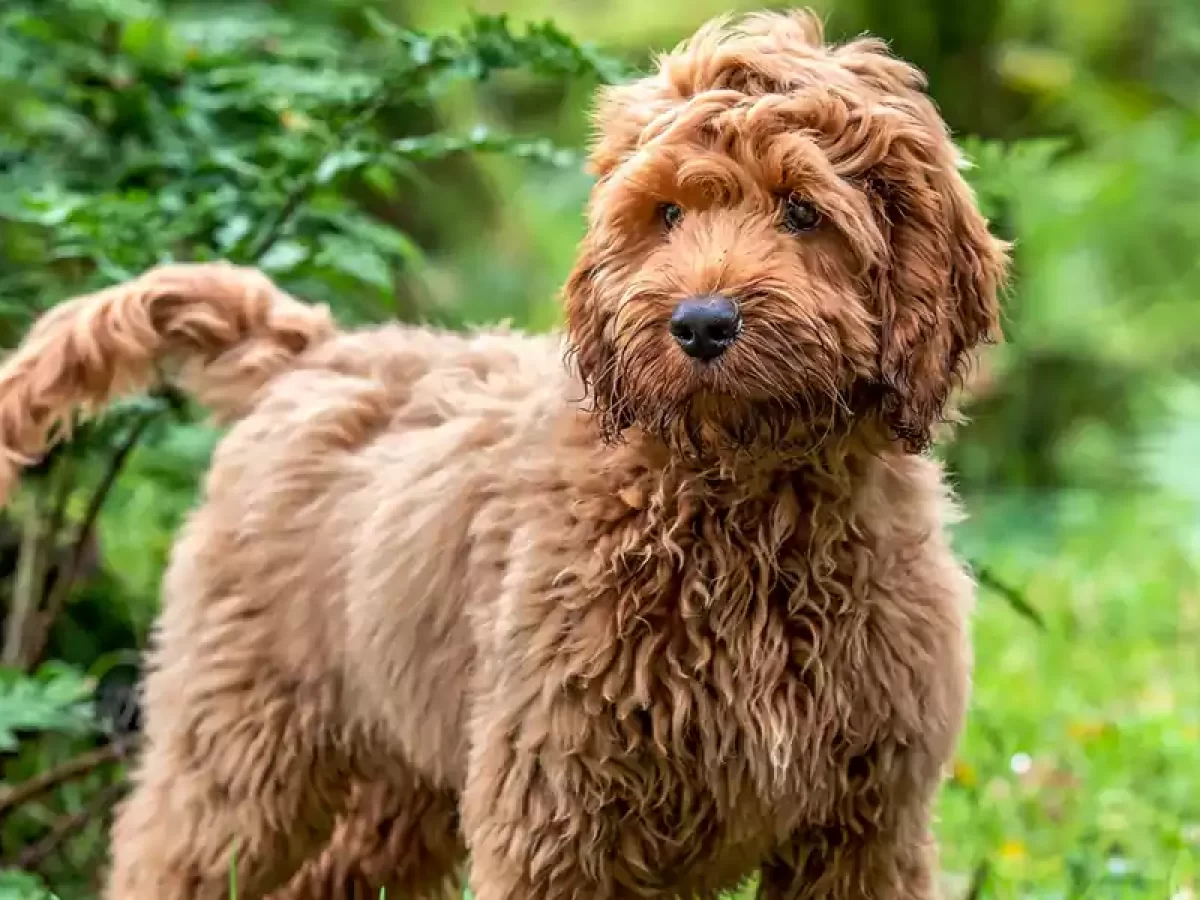 Do Cockapoos Bark A Lot