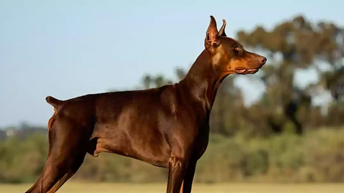 Do Dobermans Like The Cold