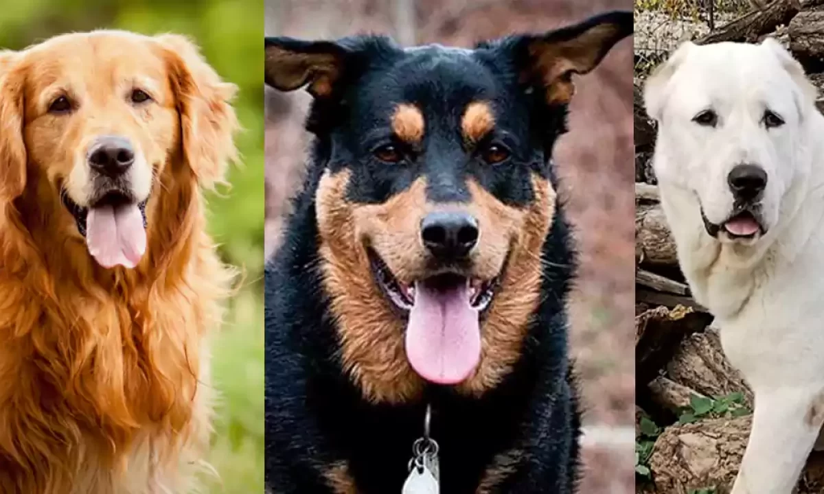 What Are Some Good House Dogs