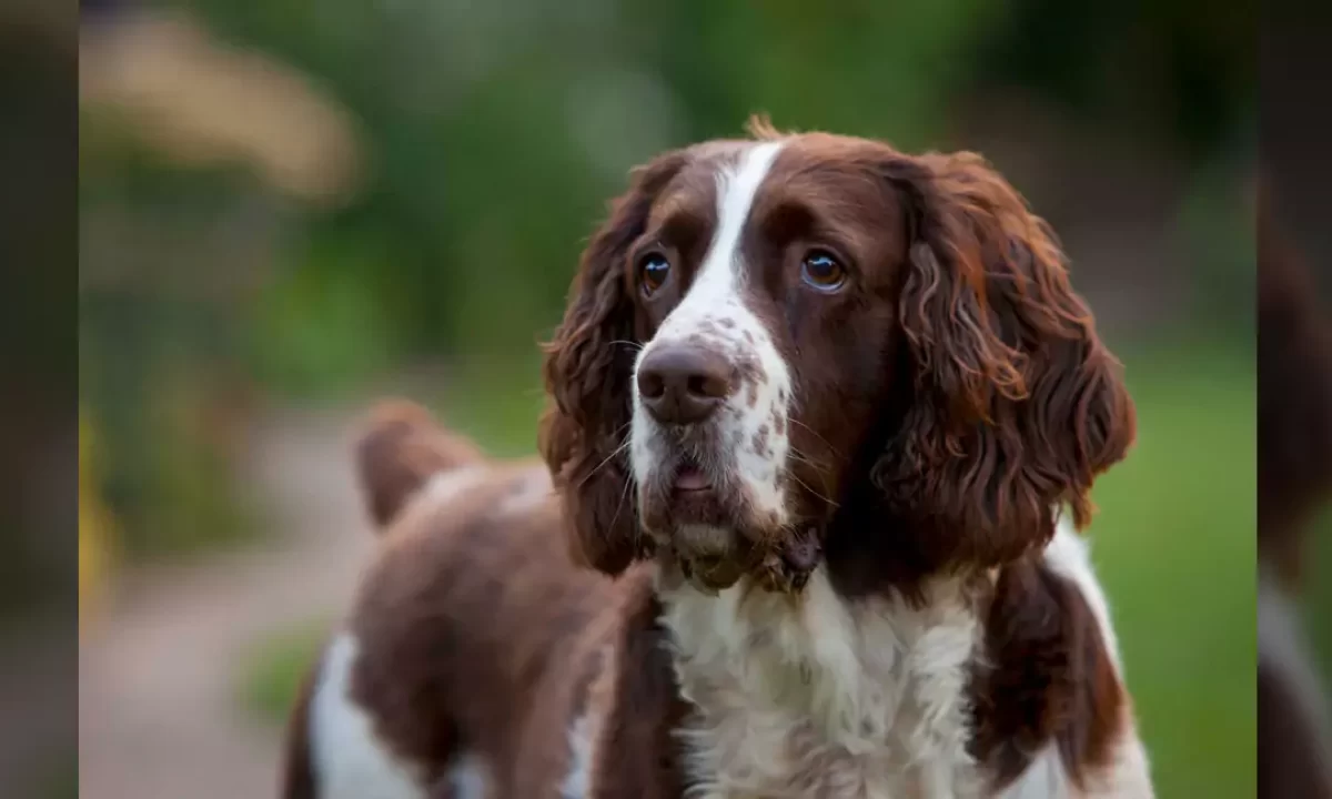 How Much Exercise Does A Springer Puppy Need