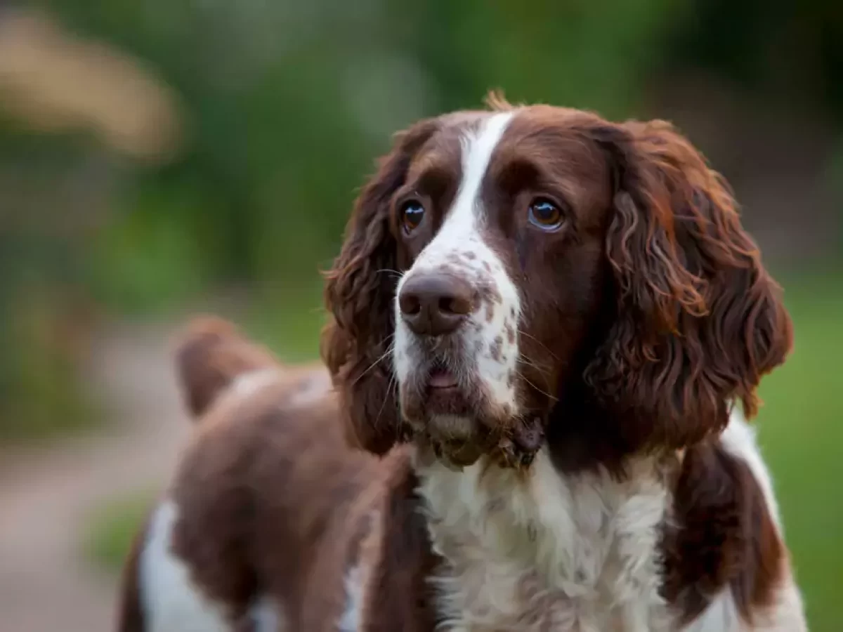 At What Age Is A Springer Spaniel Fully Grown