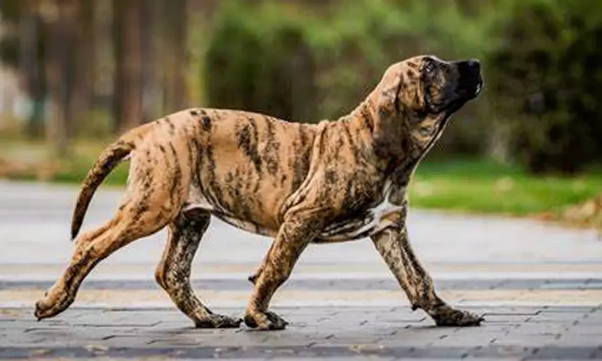 Are Fila Brasileiros Friendly Or Dangerous To Strangers