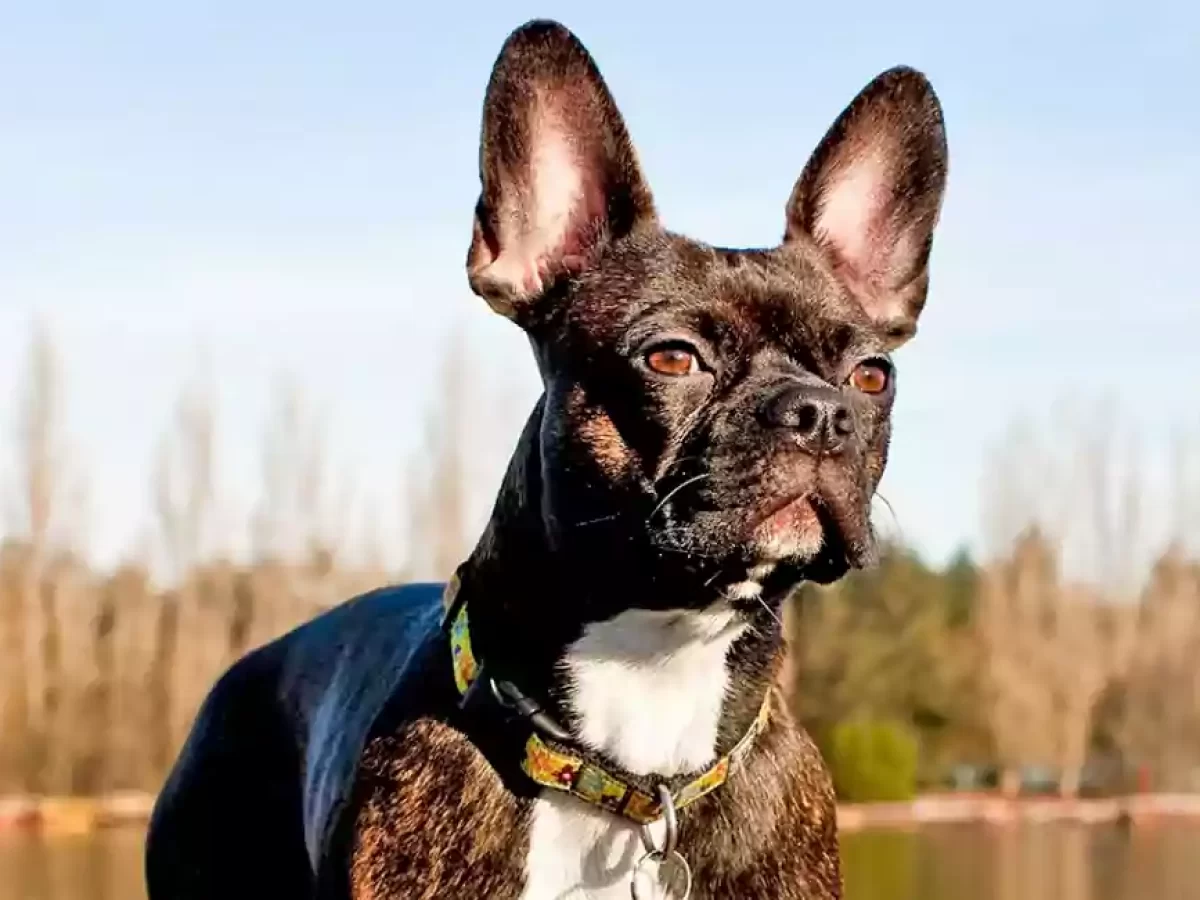 What Is The Lifespan Of A Frenchton Dog