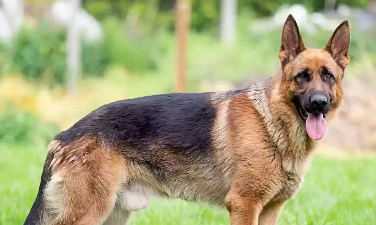 Are German Shepherds Aloof