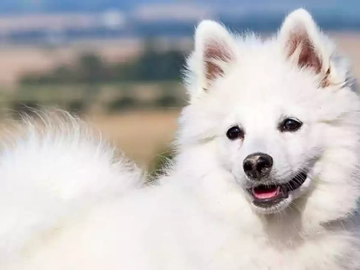 Is Japanese Spitz Aggressive Dog Breed