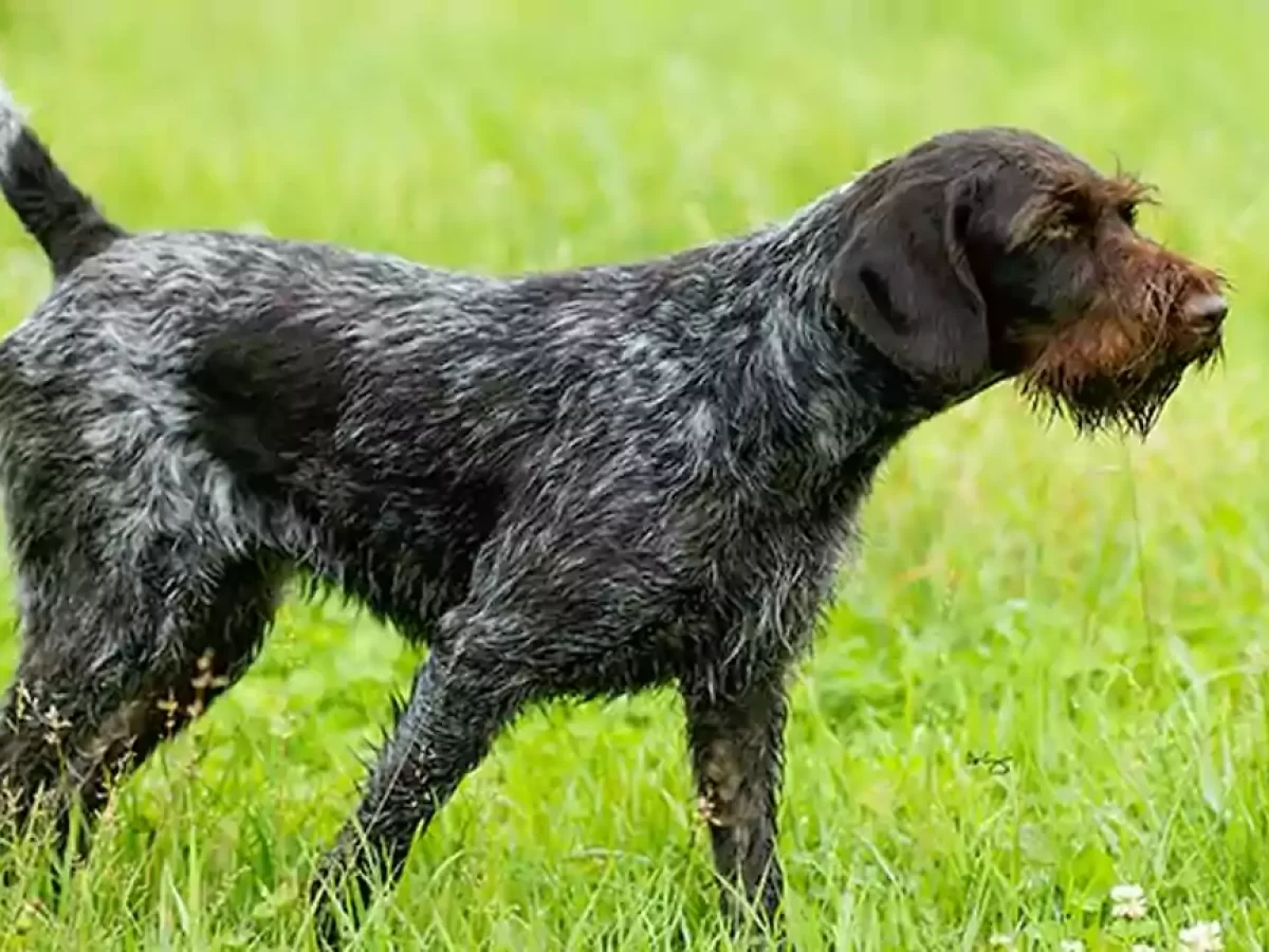 How Intelligent Is A German Wirehaired Pointer