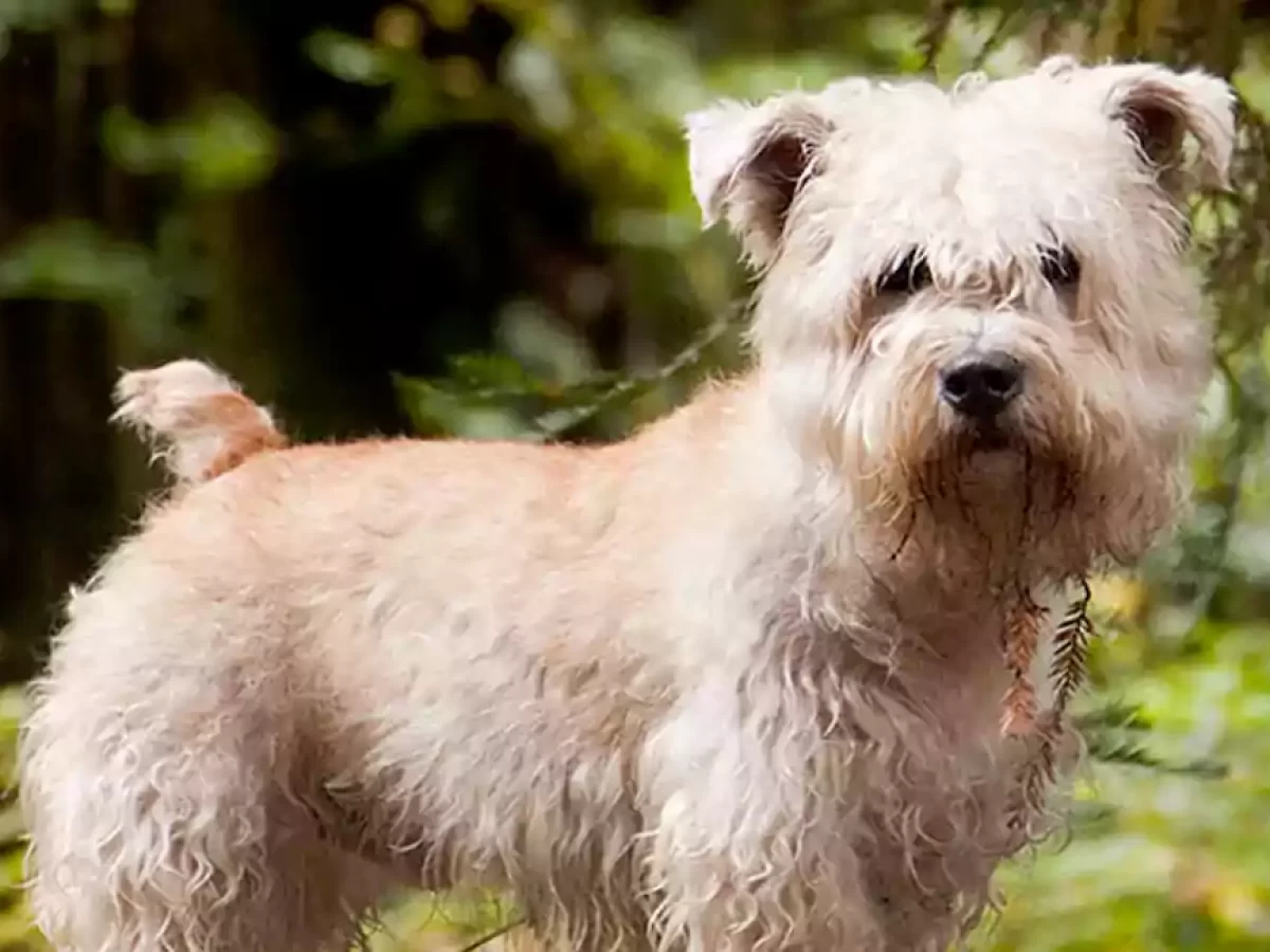 Are Glen Of Imaal Terriers Intelligent Dogs