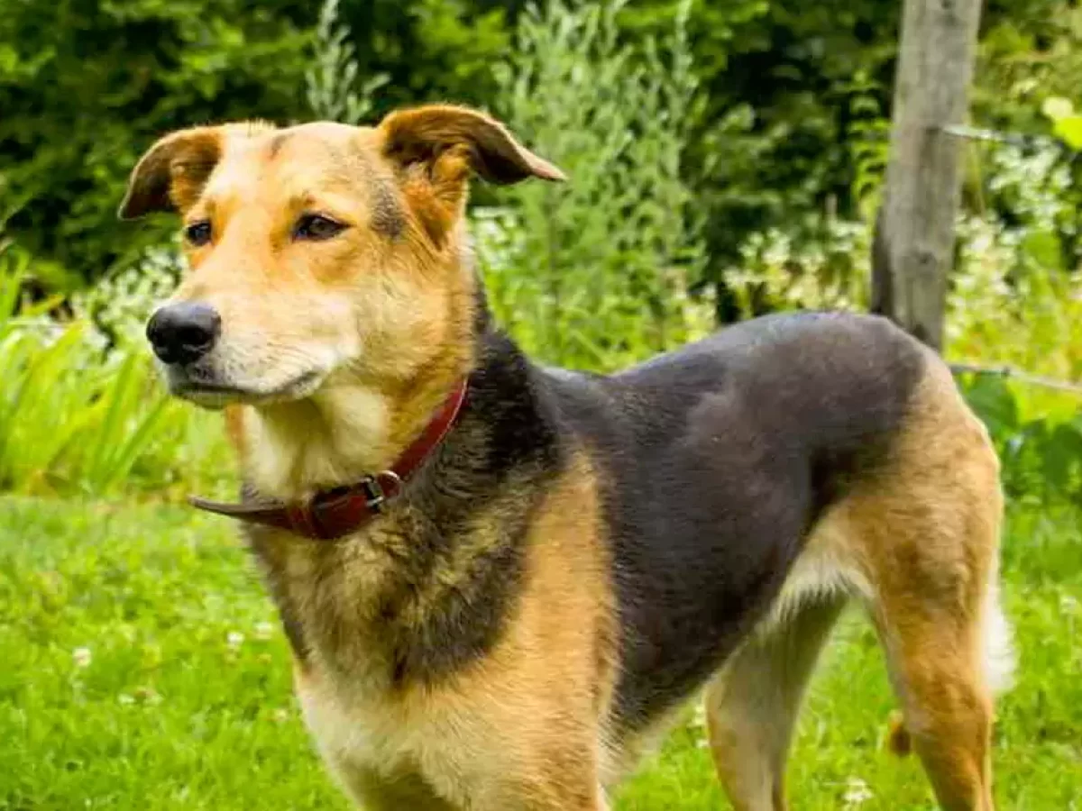 At What Age Is A Galician Shepherd Dog Full Grown