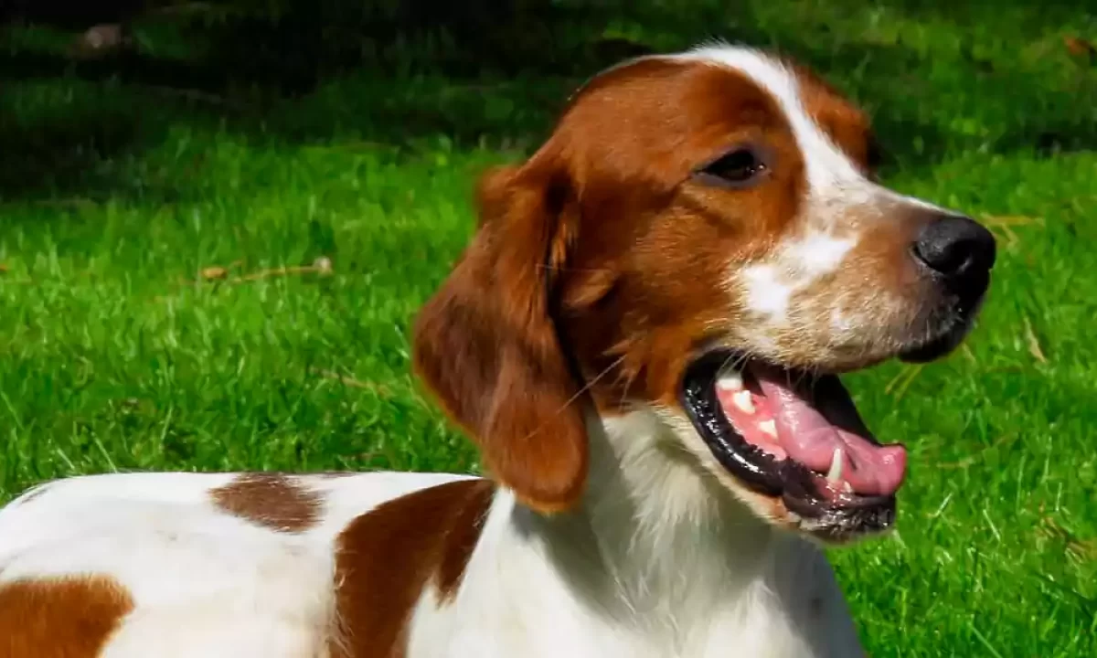 Are Irish Setters Smart Dogs