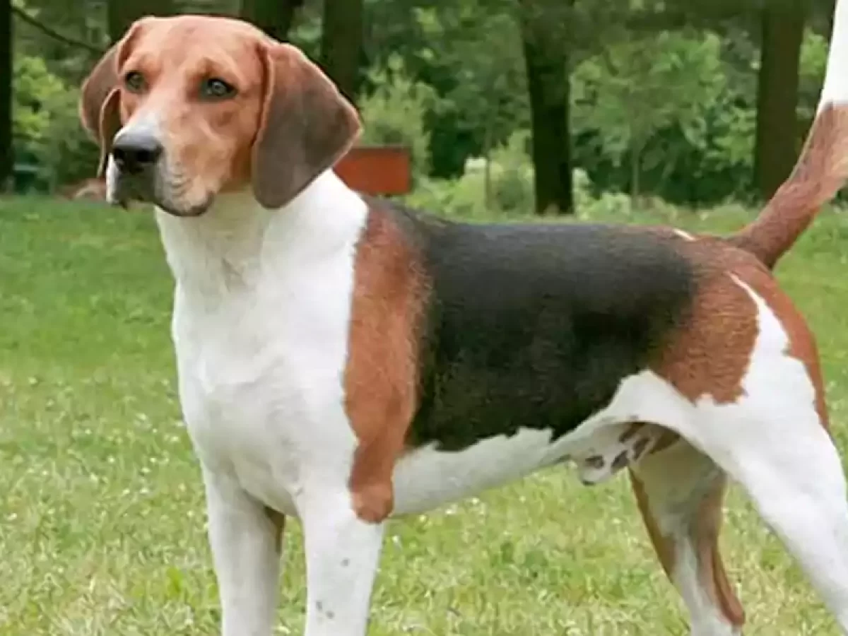 Are Harrier The Most Intelligent Dogs